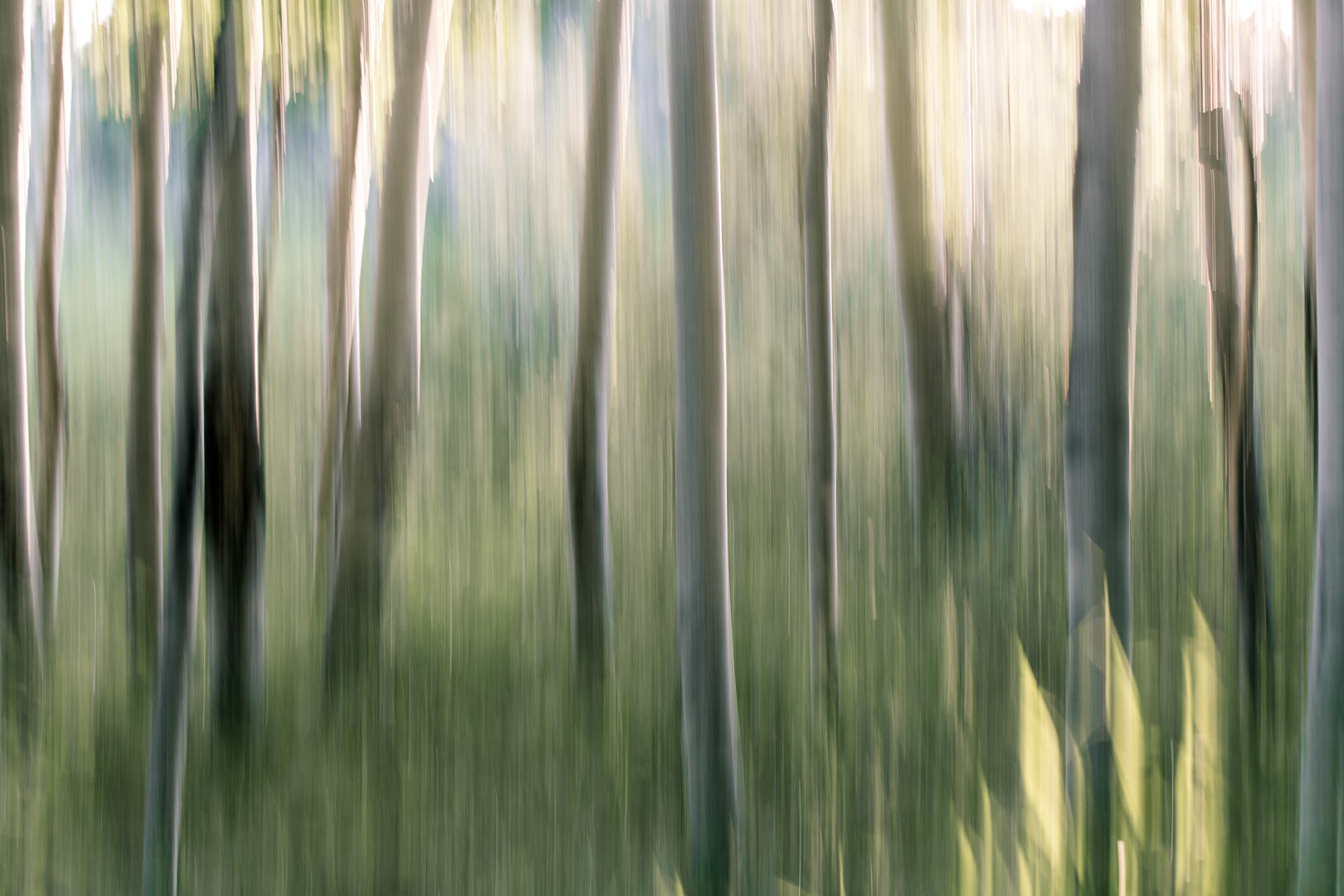 WOODLAND – Lindsay Nichols Photography