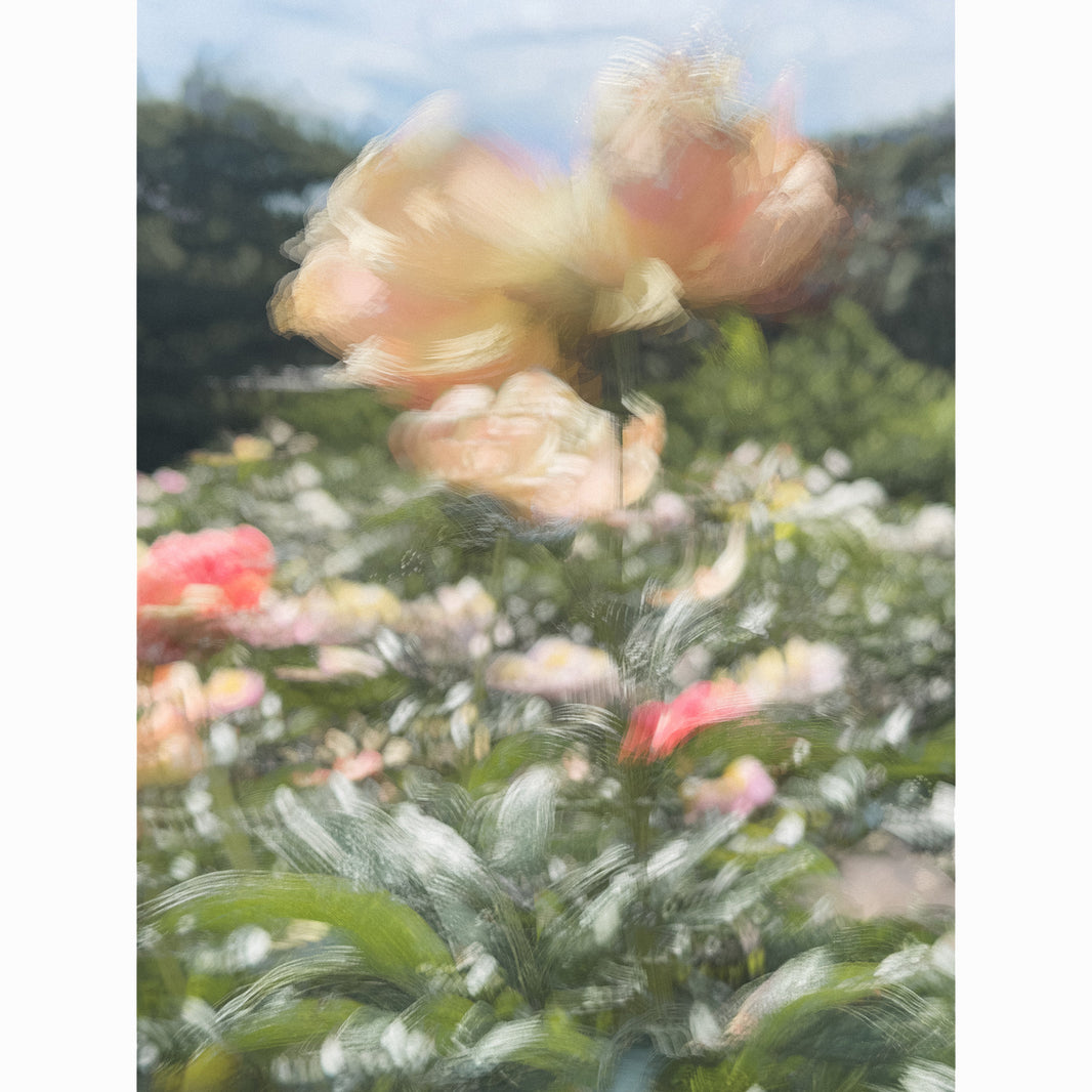 BLOOM – Lindsay Nichols Photography