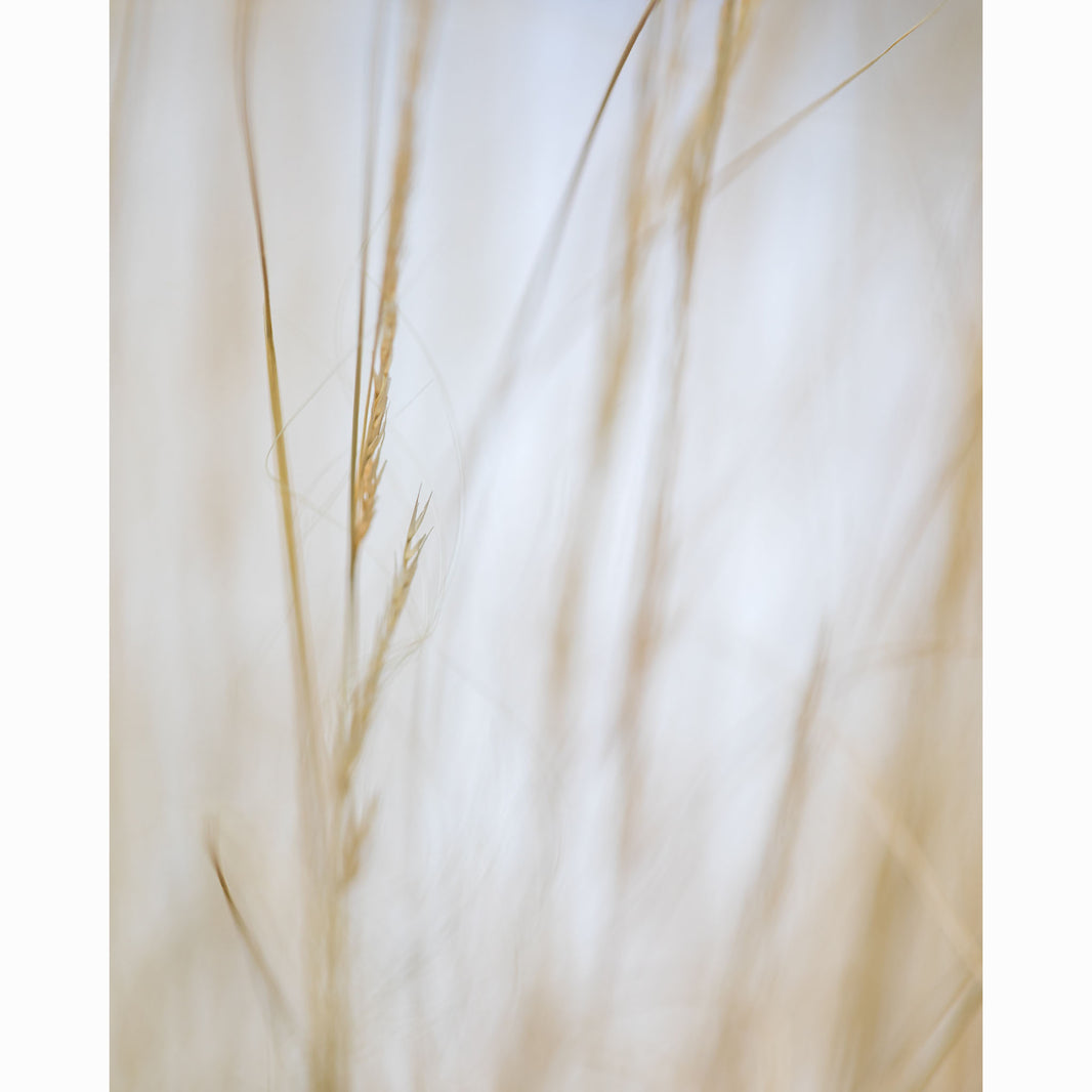 LIMINAL – Lindsay Nichols Photography