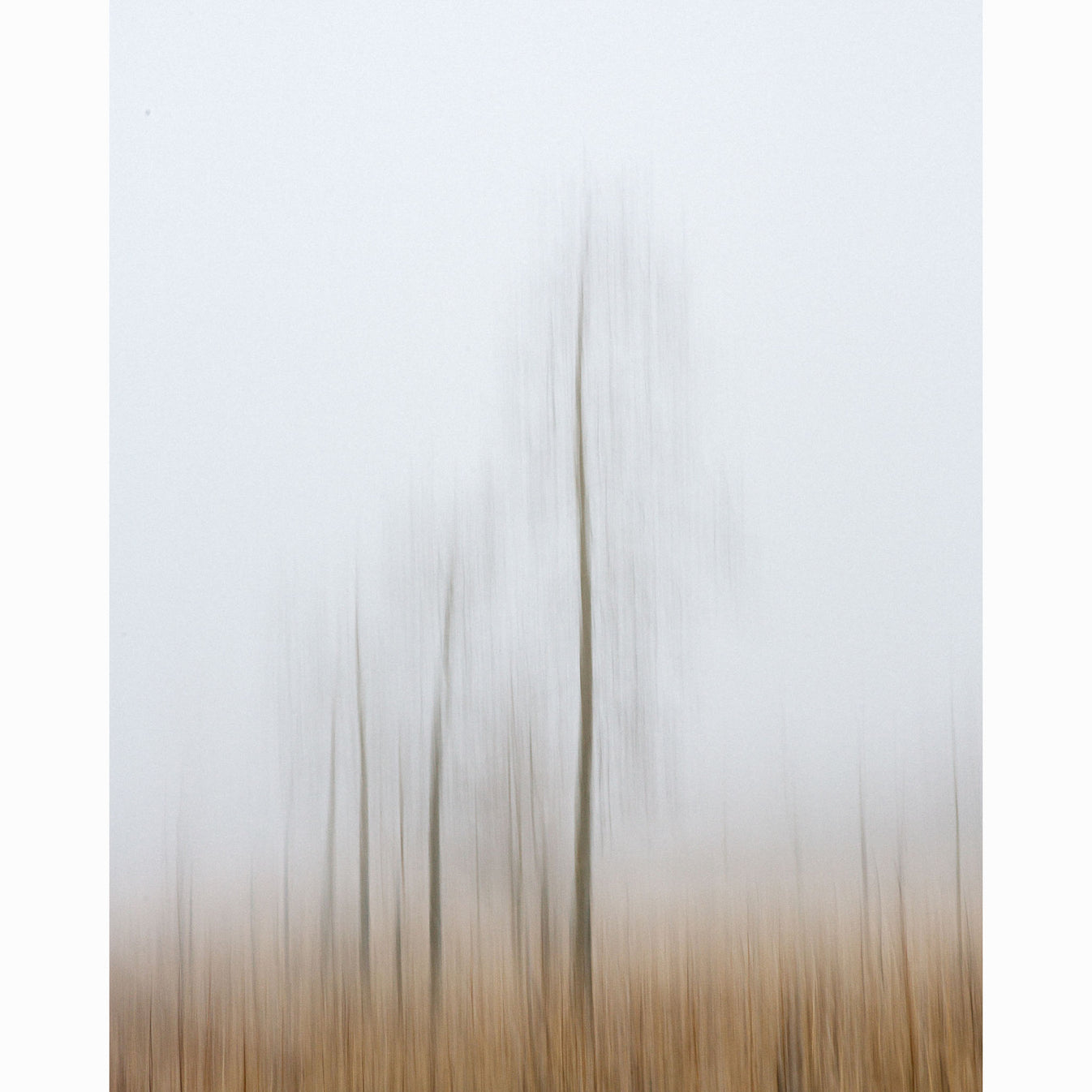 GHOSTS OF NOVEMBER I – Lindsay Nichols Photography