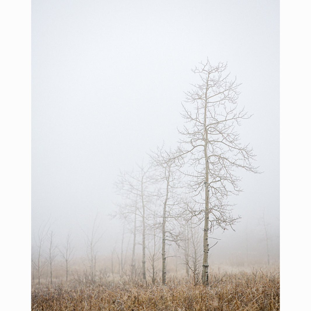 LIMINAL – Lindsay Nichols Photography